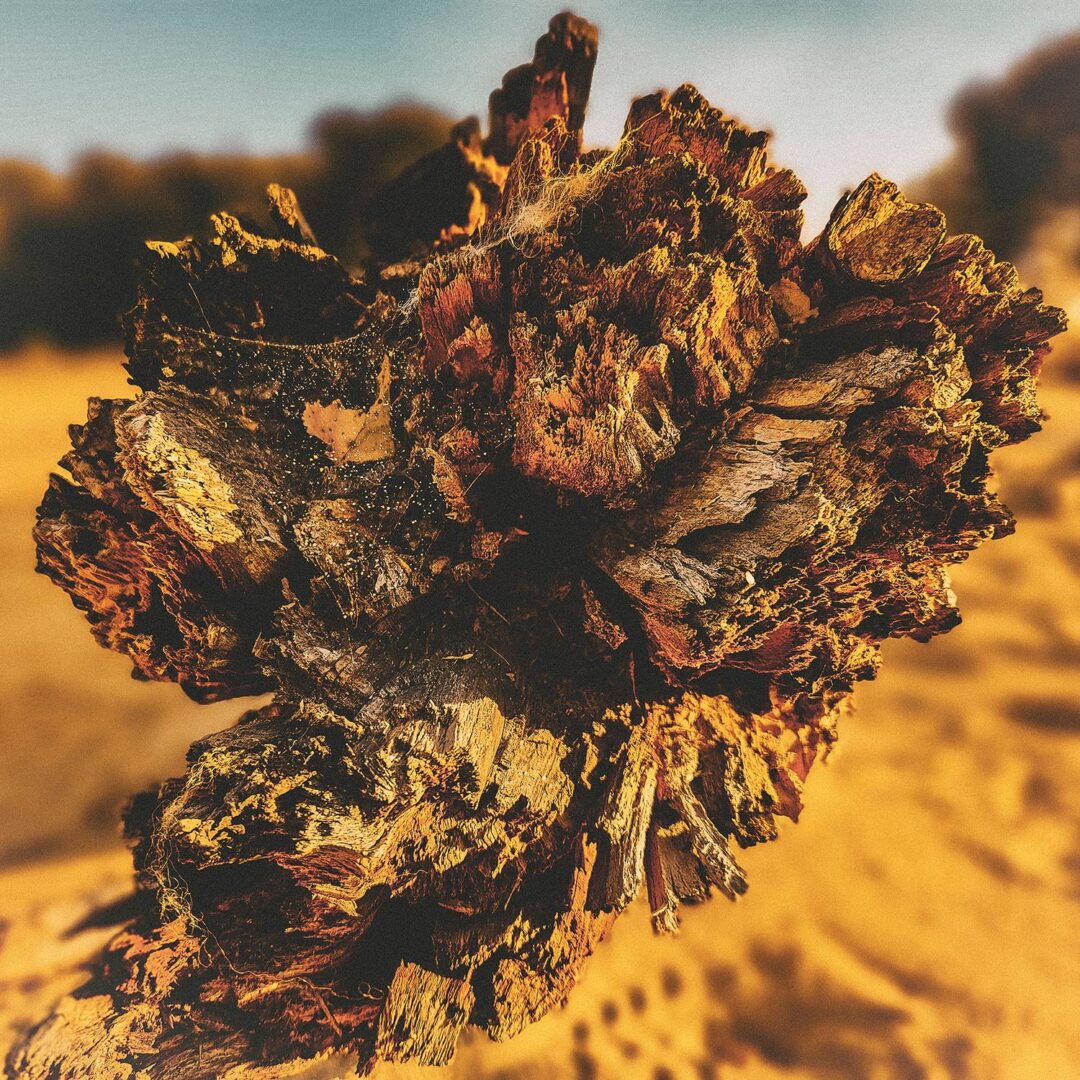 PSYCHONAUT – Violate Consensus Reality Akoestische Versie (Pelagic ...