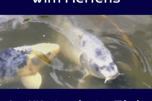 Luminous Dash nodigt CATNIP uit in Café De Loge (17/12/2025) – Luminous ...